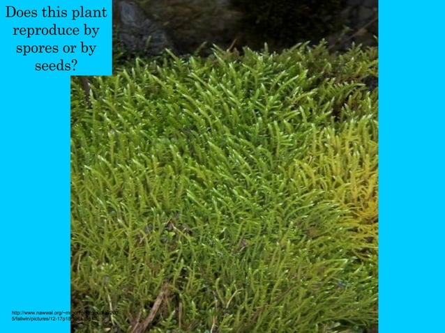 Plant Classification Quiz | PPT