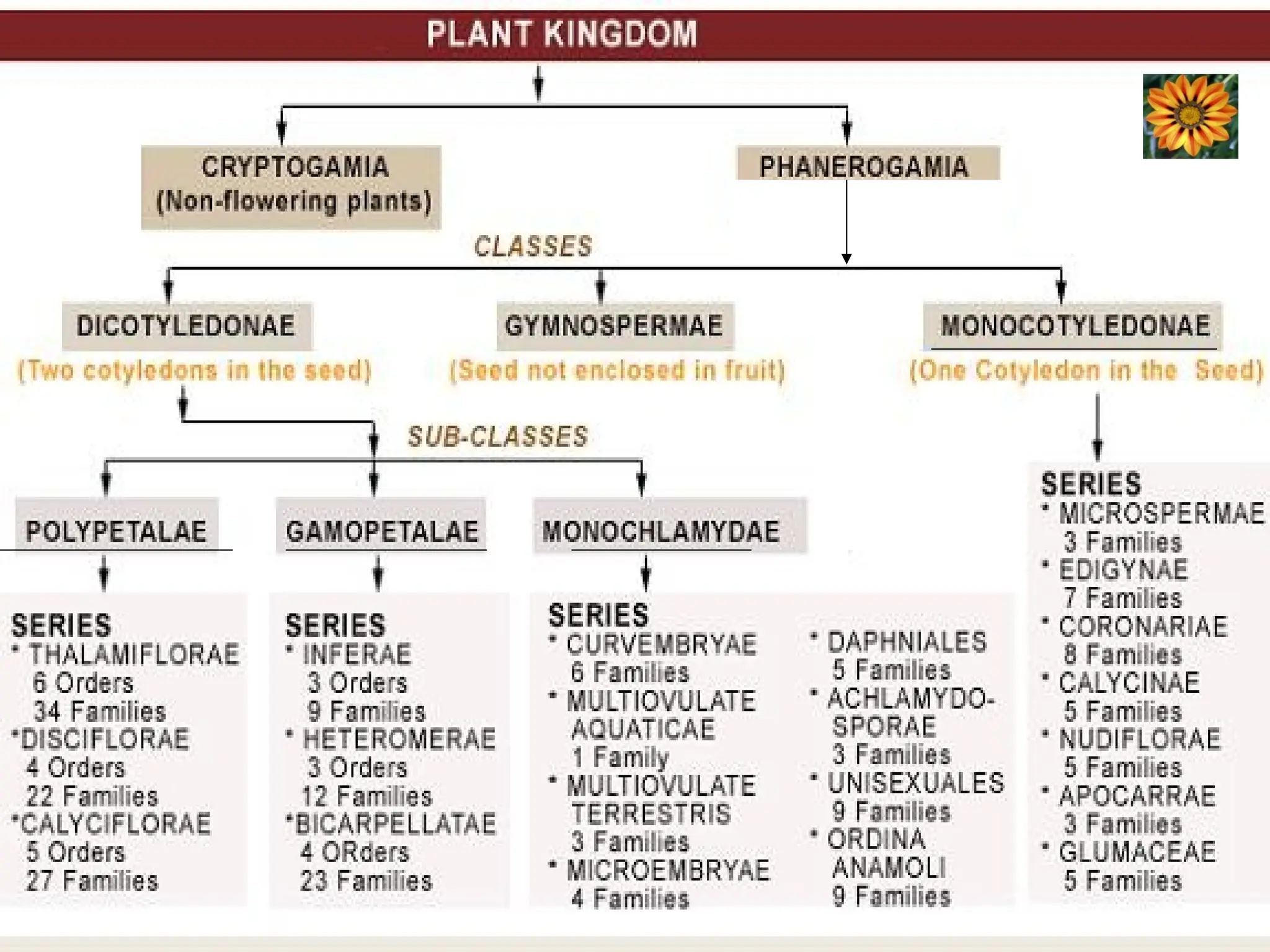Plant Classification System RPJ 20201318.ppt