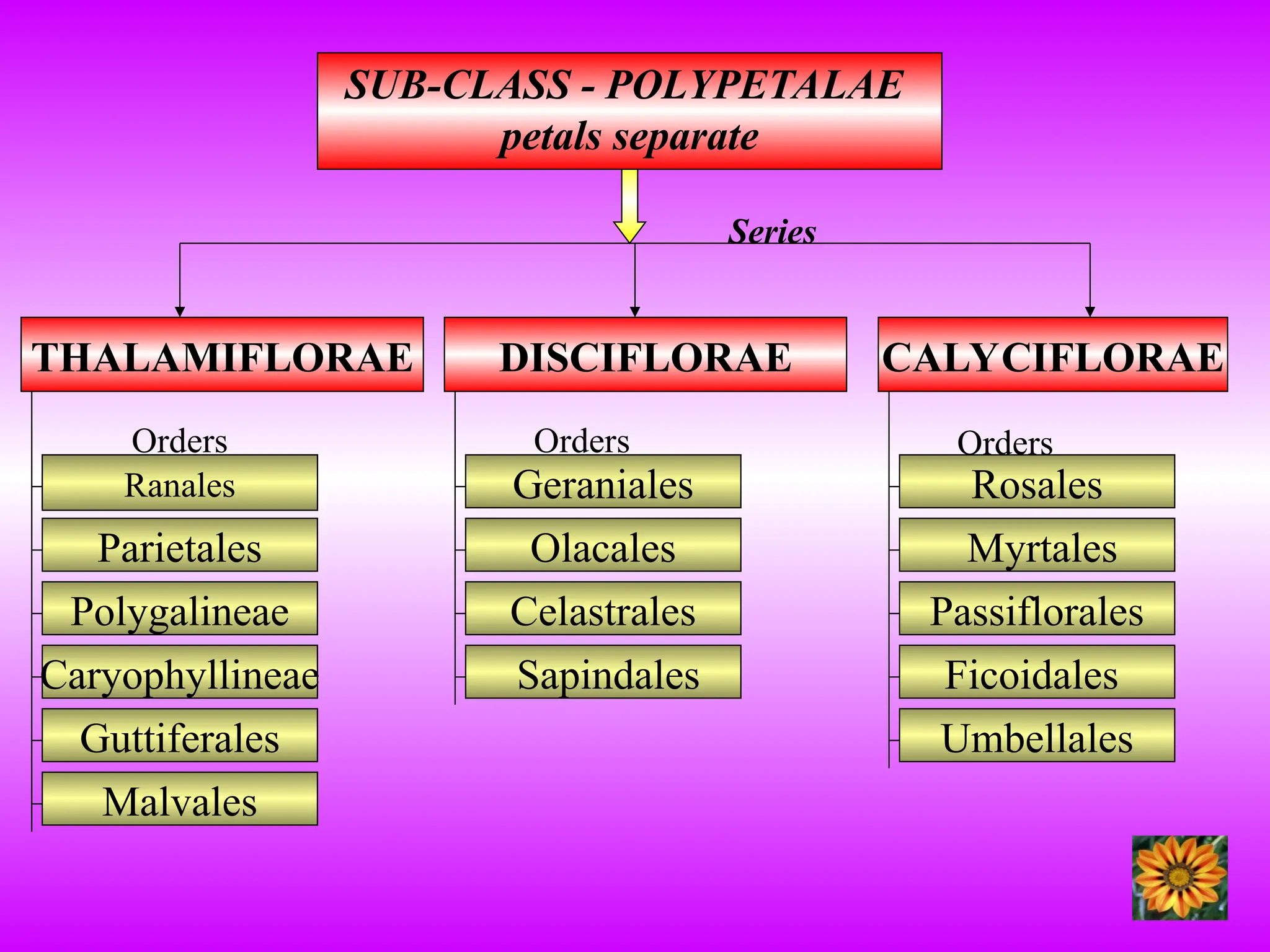Plant Classification System RPJ 20201318.ppt