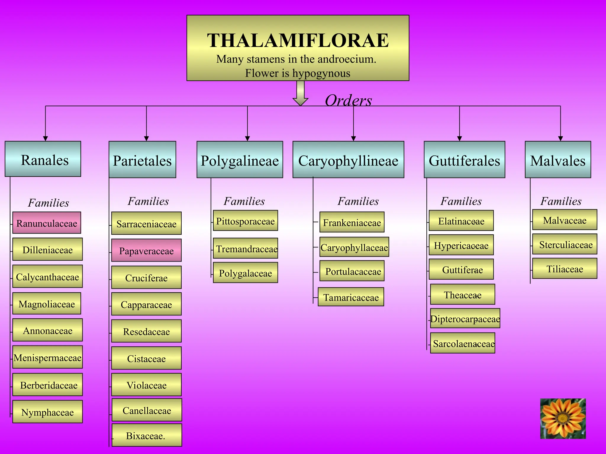 Plant Classification System RPJ 20201318.ppt