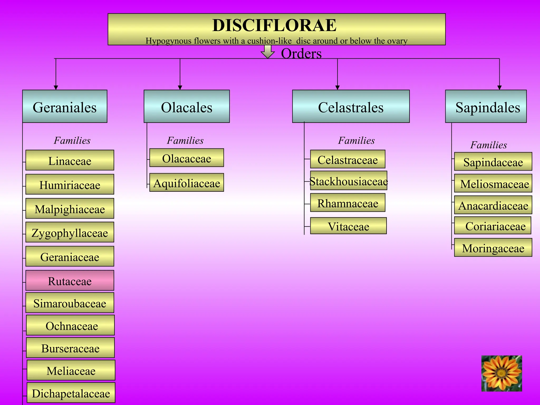 Plant Classification System RPJ 20201318.ppt