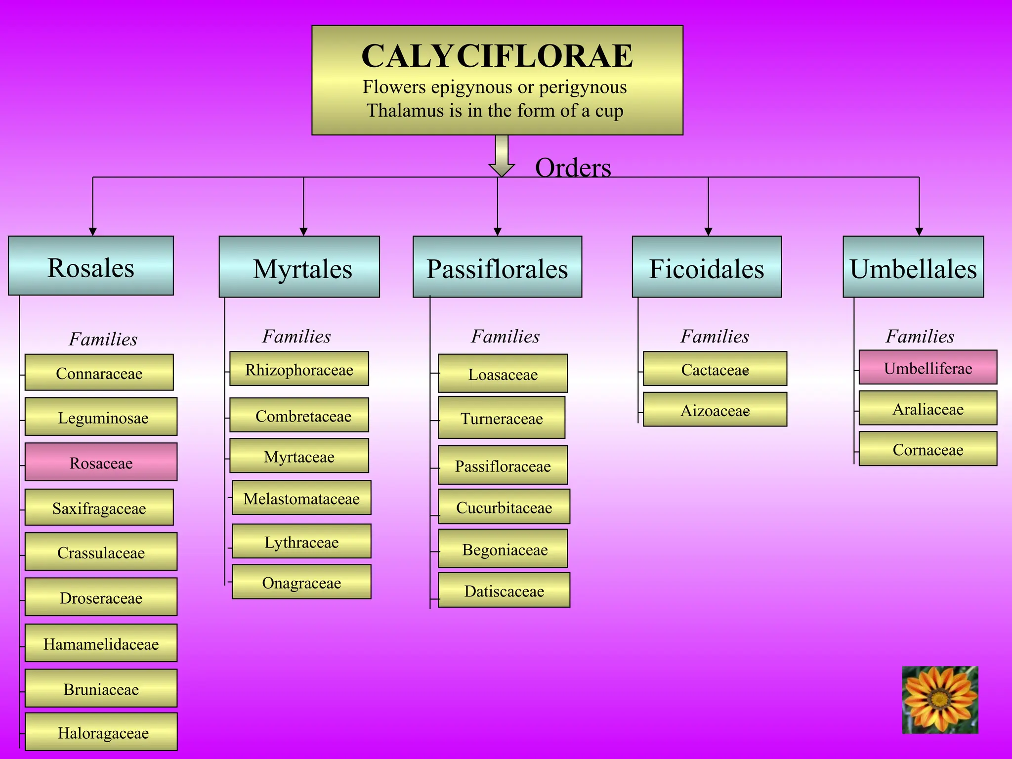 Plant Classification System RPJ 20201318.ppt