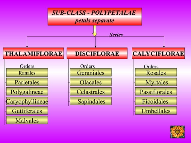 Plant Classification System RPJ 20201318.ppt