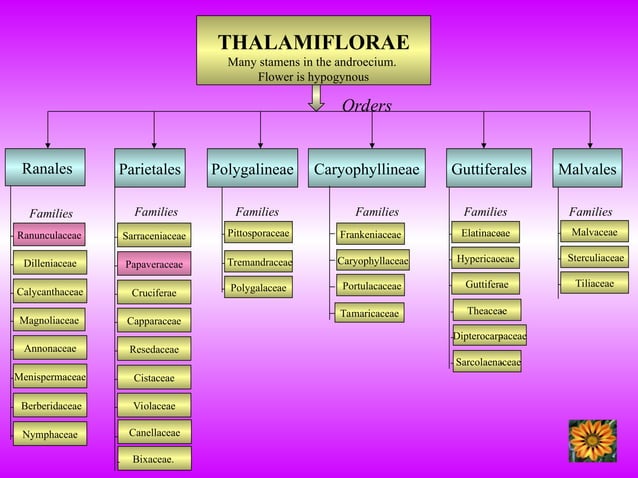 Plant Classification System RPJ 20201318.ppt
