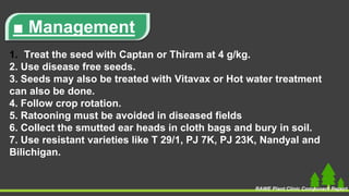 Plant Clinic RAWE Report Agriculture - Shasyendra Yadav | PPTX