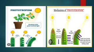Plant Control And Coordination.pptx