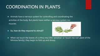 Plant Control And Coordination.pptx
