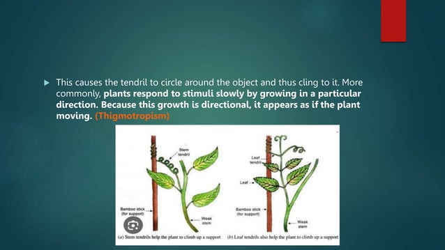Plant Control And Coordination.pptx | Gardening | Home & Garden