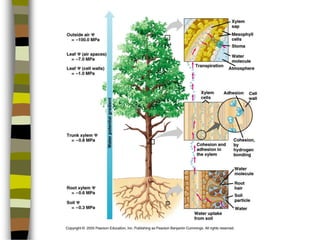 Plant crash course - introduction to plant evolution | PPT