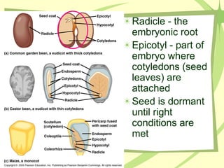 Plant crash course - introduction to plant evolution | PPT