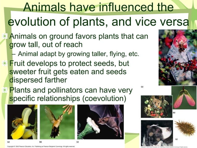 Plant crash course - introduction to plant evolution | PPT