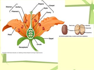 Plant crash course - introduction to plant evolution | PPT