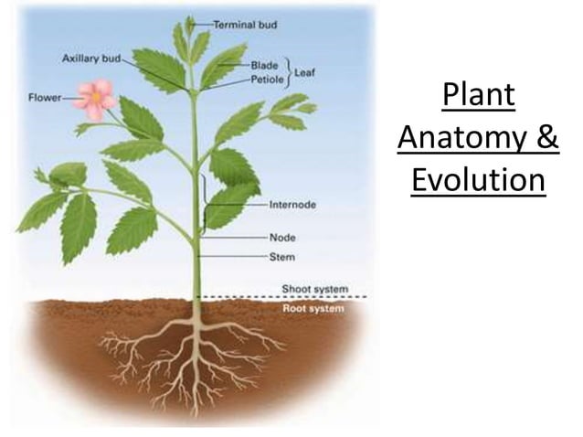 Plant crash course - introduction to plant evolution | PPT