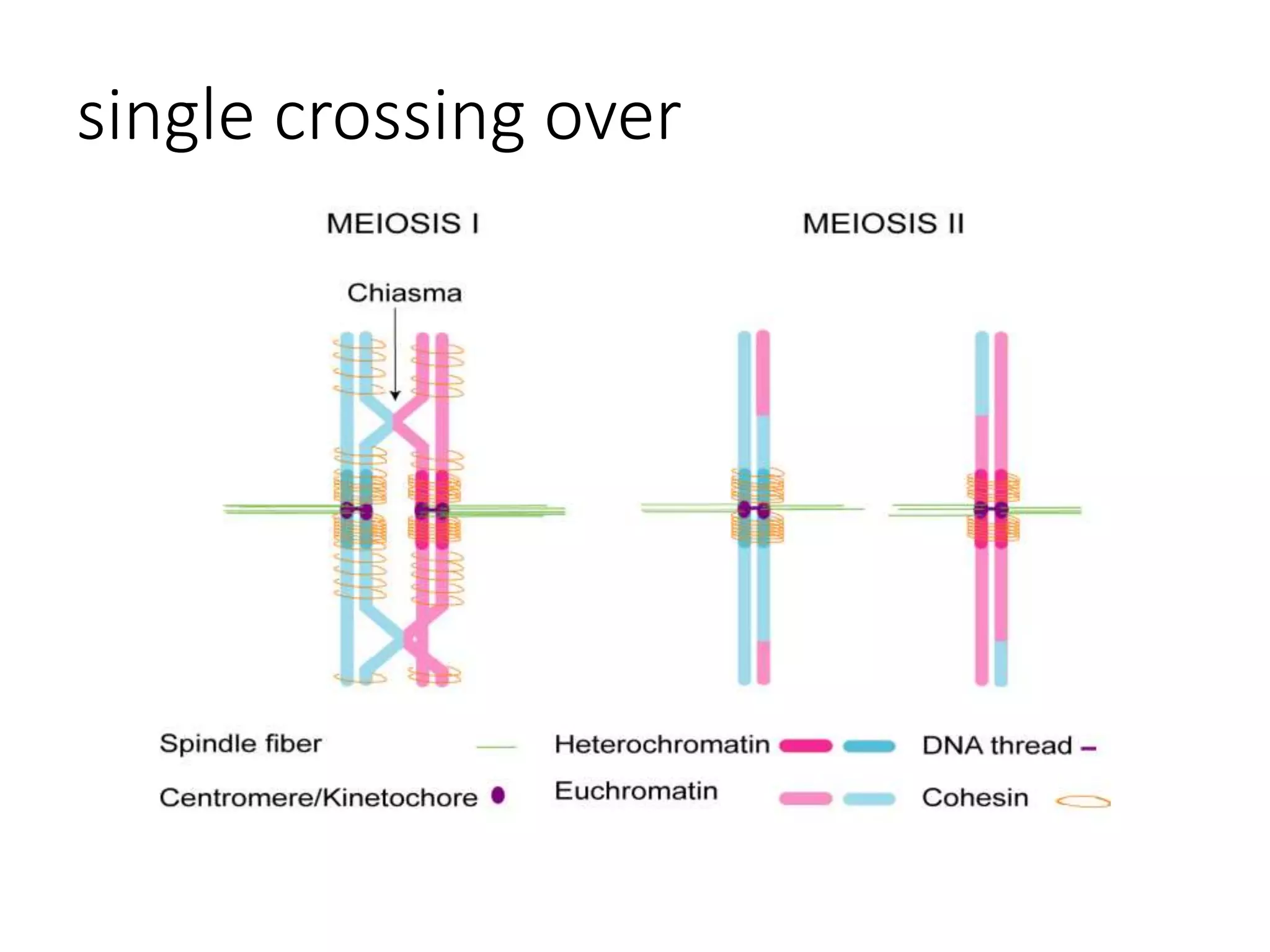 Meiosis, Crossing Over | PPT