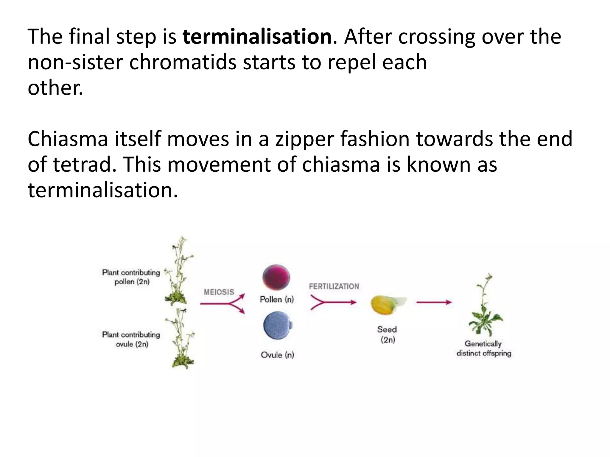 Meiosis, Crossing Over | PPTX