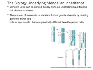 Meiosis, Crossing Over | PPTX