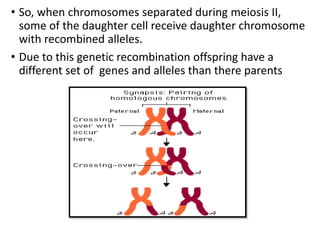Meiosis, Crossing Over | PPTX