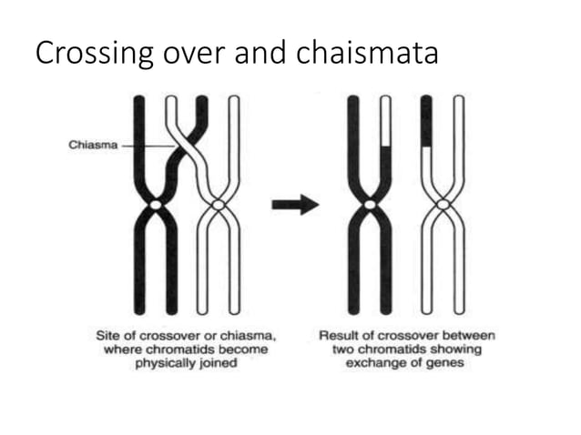 Meiosis, Crossing Over | PPTX