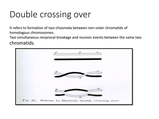 Meiosis, Crossing Over | PPTX