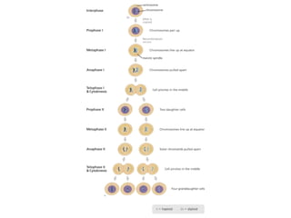 Meiosis, Crossing Over | PPTX