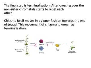 Meiosis, Crossing Over | PPTX