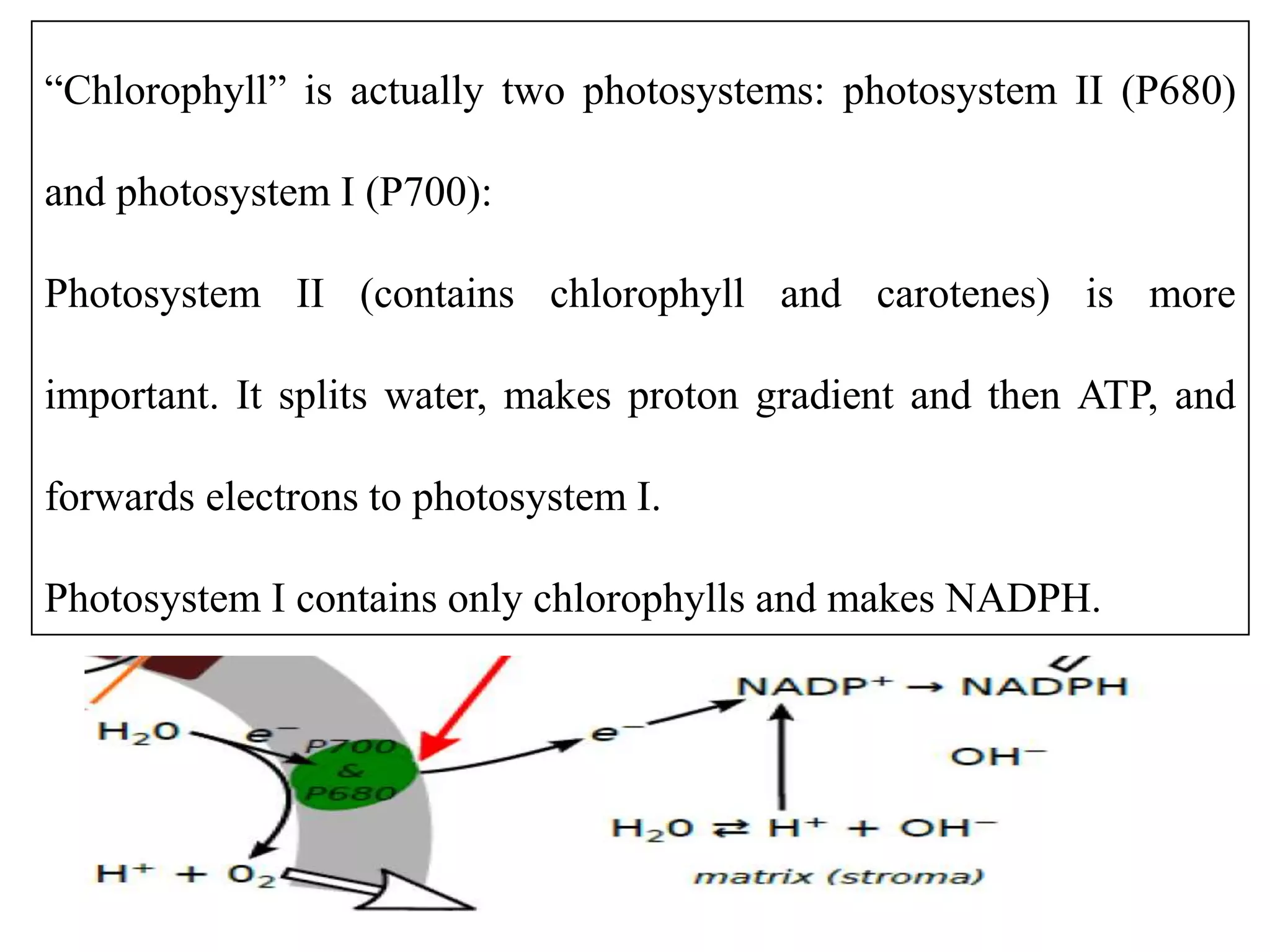 Plant cytology and physiology | PPTX