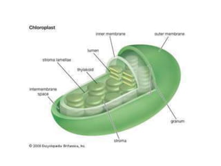 Plant cytology and physiology | PPTX