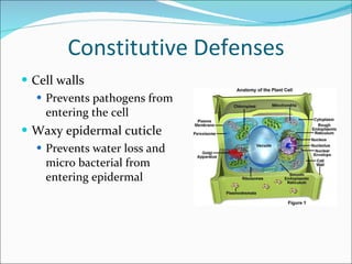 Plant defenses | PPT
