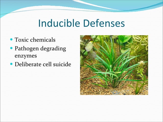 Plant defenses | PPT