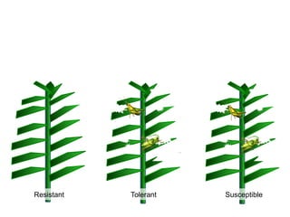 Plant Defense Theories Entomology Presentation.pptx