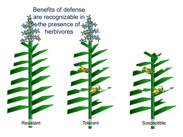 Plant Defense Theories Entomology Presentation.pptx