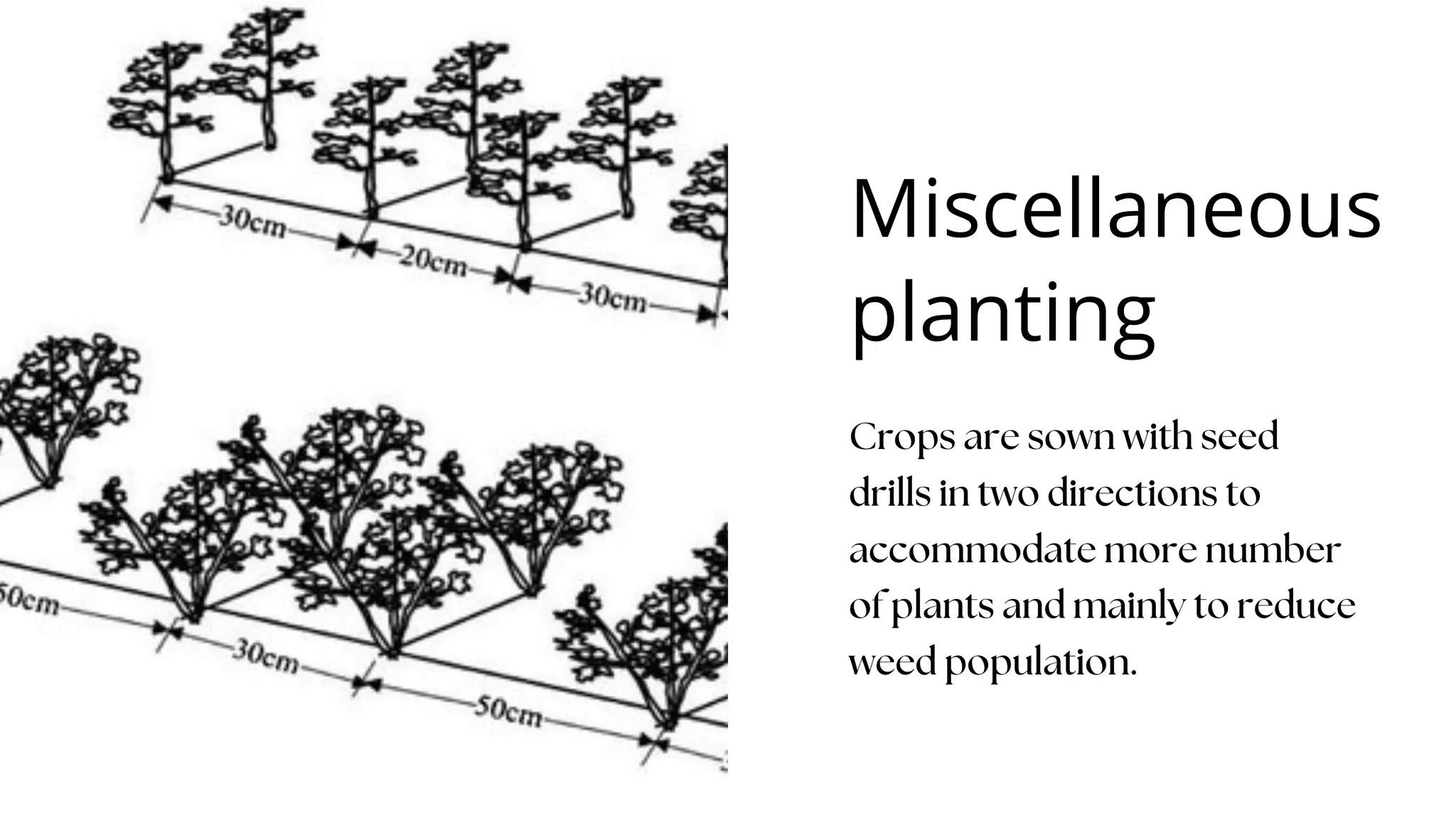 Plant density and Crop Geometry.pptx