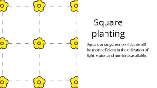 Plant density and Crop Geometry.pptx