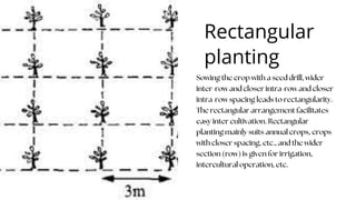 Plant density and Crop Geometry.pptx
