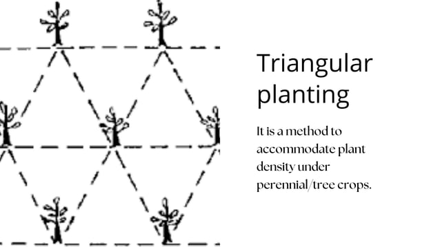 Plant density and Crop Geometry.pptx | Agriculture | Industries