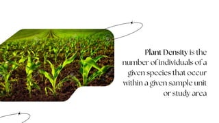 Plant density and Crop Geometry.pptx