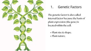 Plant density and Crop Geometry.pptx