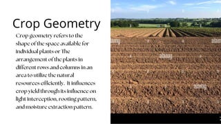 Plant density and Crop Geometry.pptx
