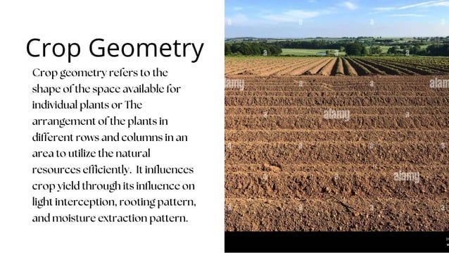 Plant density and Crop Geometry.pptx | Agriculture | Industries