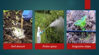 Plant desease and it's control | PPTX