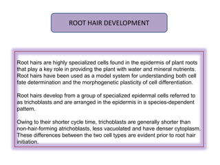 Plant development | PPTX