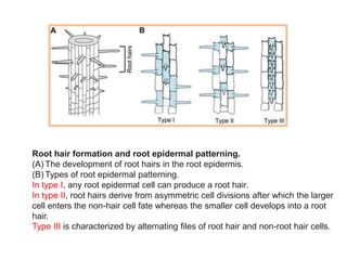 Plant development | PPTX
