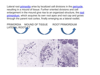 Plant development | PPTX