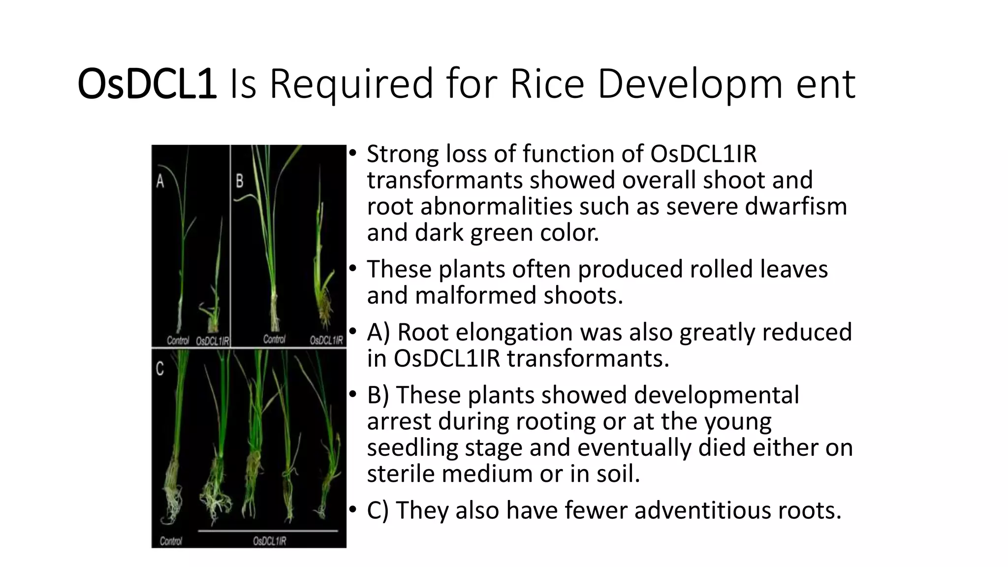 Plant development defects | PPT