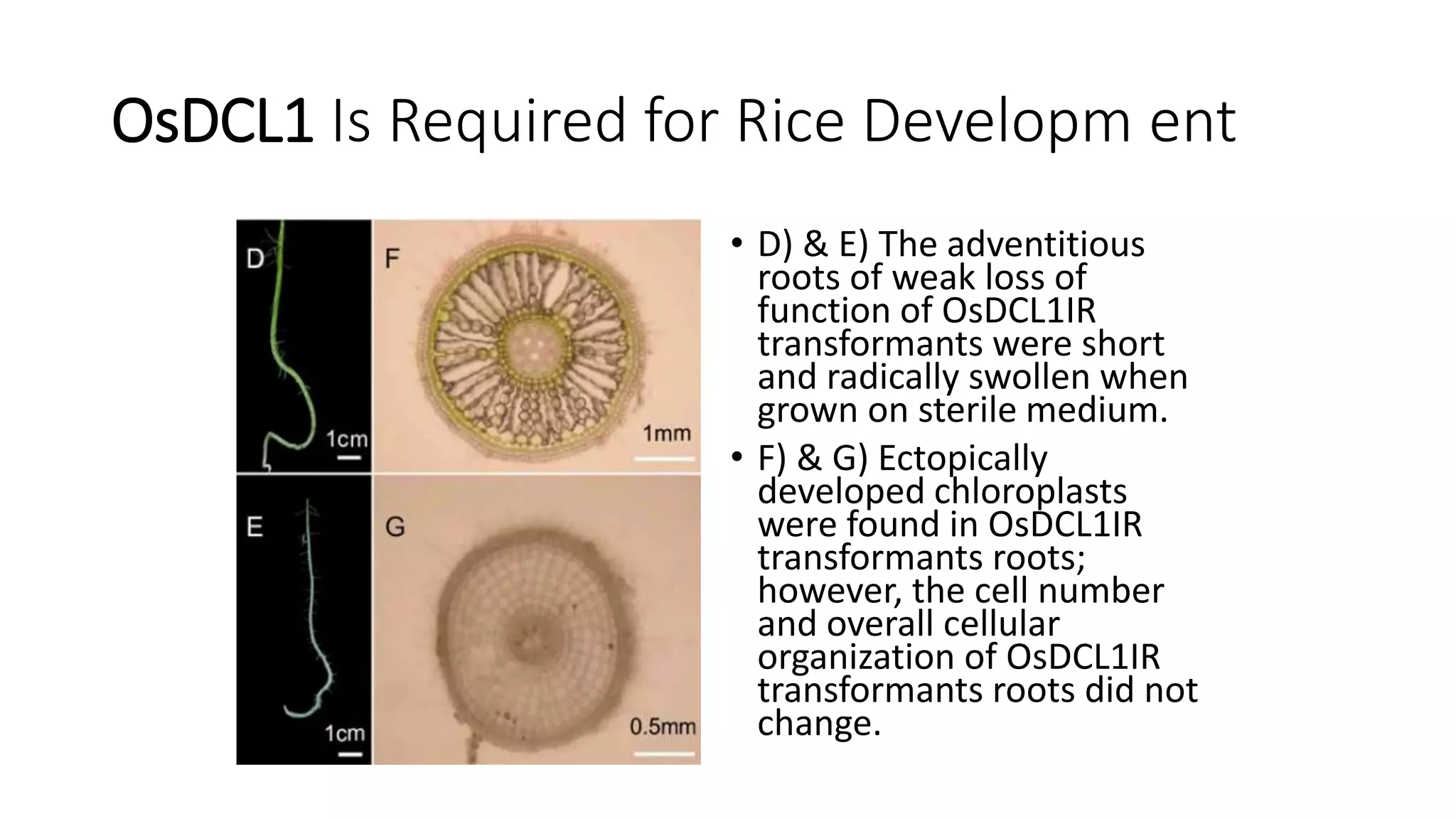 Plant development defects | PPT