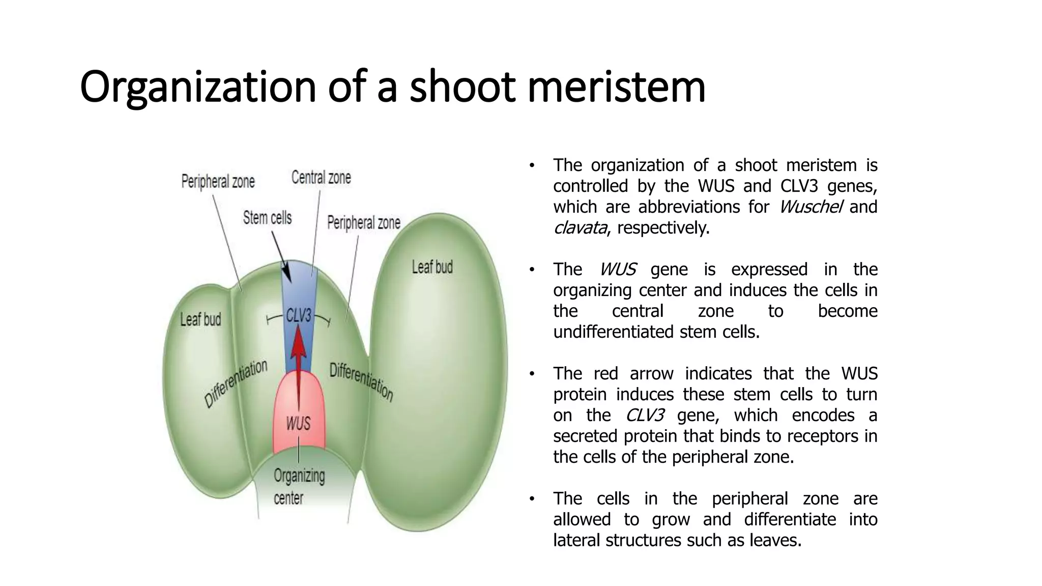 Plant development defects | PPT