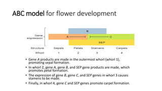 Plant development defects | PPT