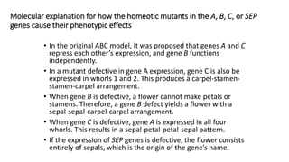 Plant development defects | PPT