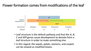 Plant development defects | PPT