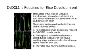 Plant development defects | PPT